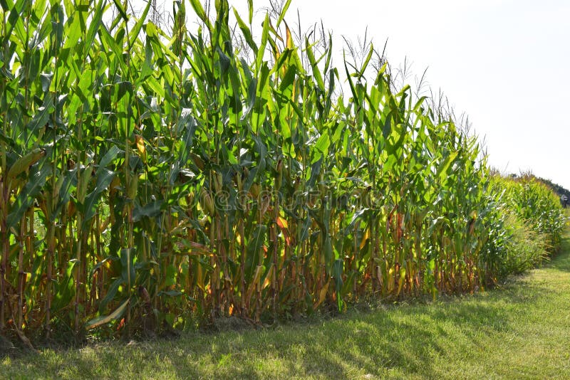 Indiana Cornfield stock photo. Image of wood, local, nature - 99378820