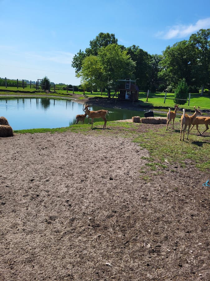 Indiana deer farm stock photo. Image of autumn, rock - 269160996