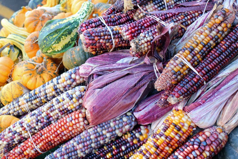 Indiana corn bunch stock photo. Image of indiana, fall - 34309294