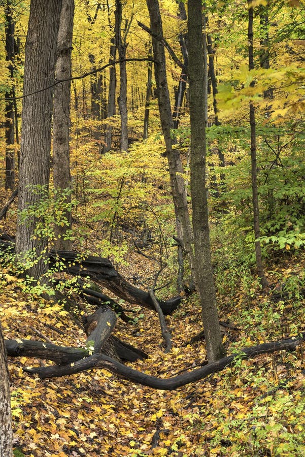 Indiana Dunes State Park with Autumn Color. Stock Photo - Image of ...