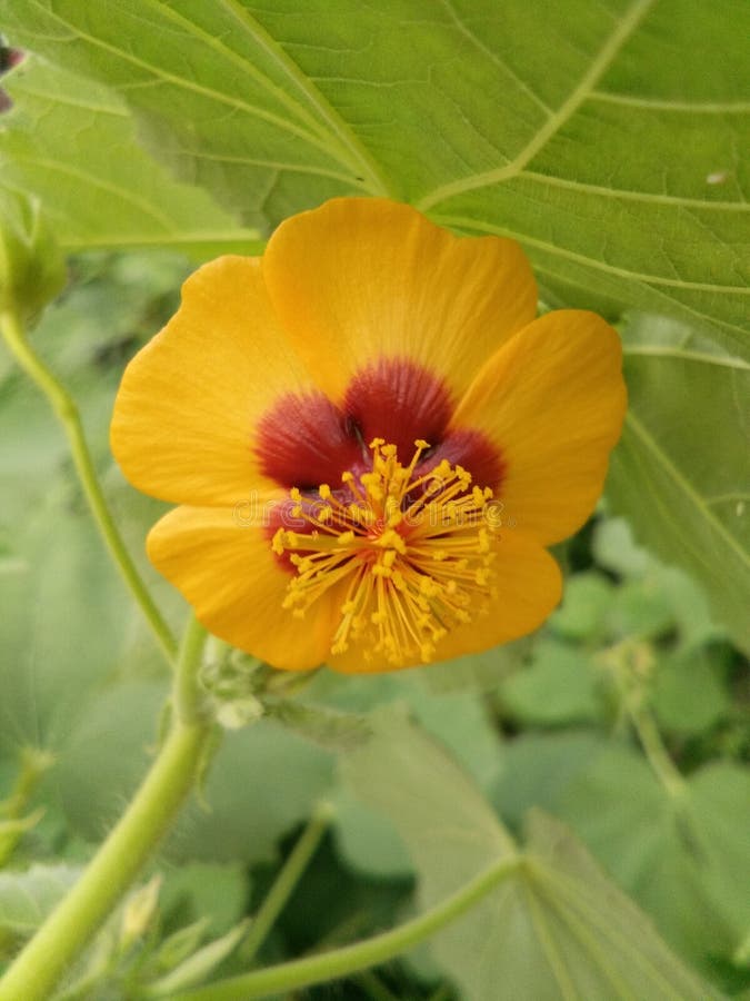 Indiana flower stock photo. Image of sunflower, flower - 127127718