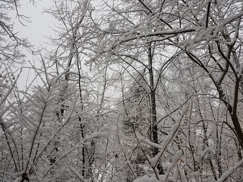 Indiana stock photo. Image of trees, cold, indiana, snow - 135576722