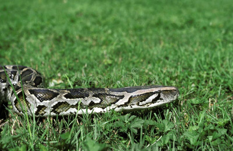 Indianese Python Python Molurus Stock Afbeelding - Afbeelding bestaande ...