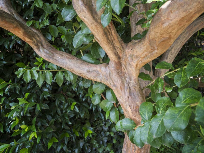 Vertakken De Lagerstroemia Indica Bloeiende Struik Zich, De Heldere ...