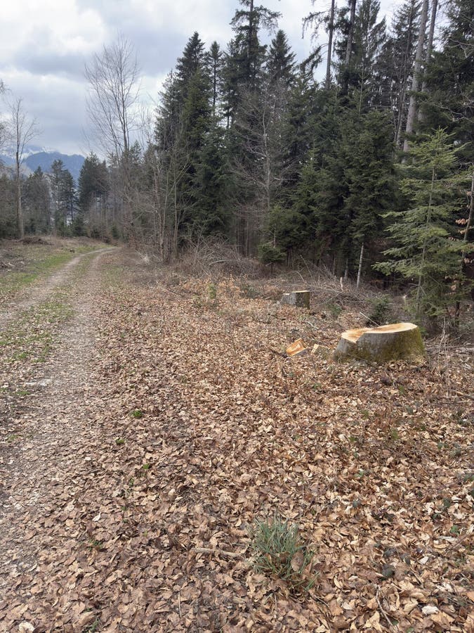 This Image Shows a Dense Forest with Several Tree Stumps Covered in ...
