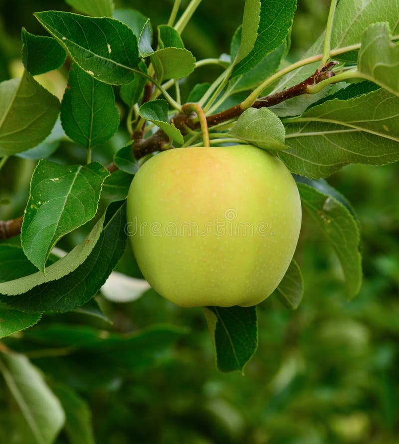 Pommes dans un verger photo stock. Image du aigre, acidulé - 54611088