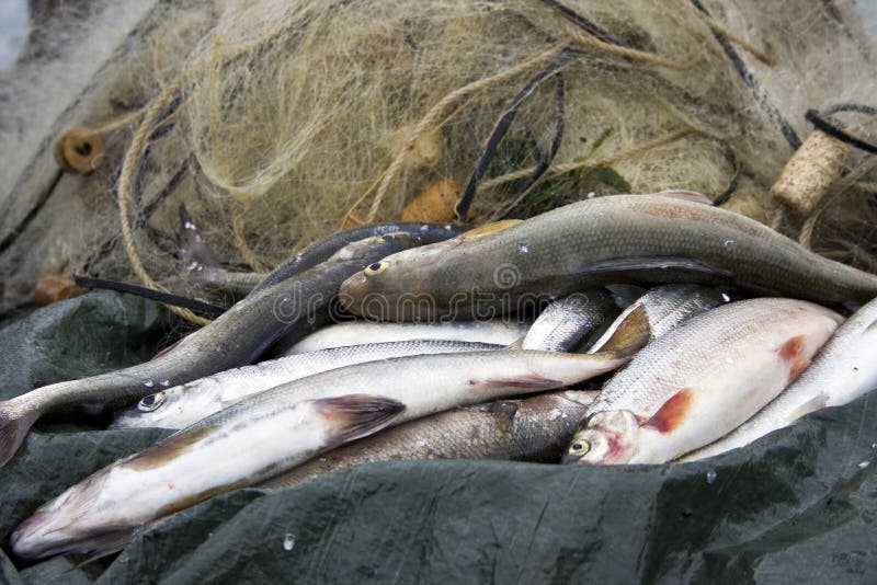Indigenous Baikal Fish in Fishing Net Stock Photo - Image of coregonus ...