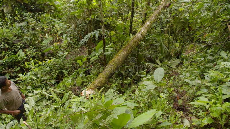 Cutting Down the Jungle for Oil Palm Plantations. Borneo, Malaysia ...