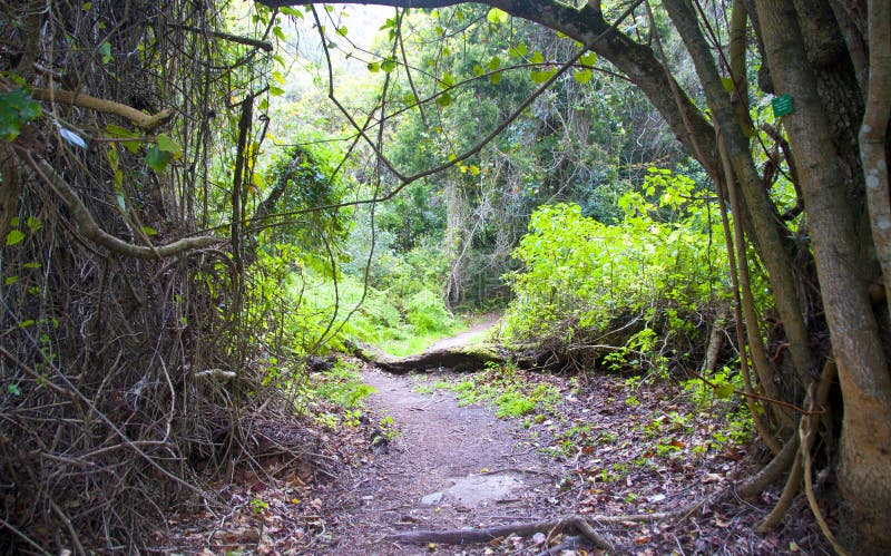 Indigenous Forest of Tsitsikamma National Park, South Africa Stock ...