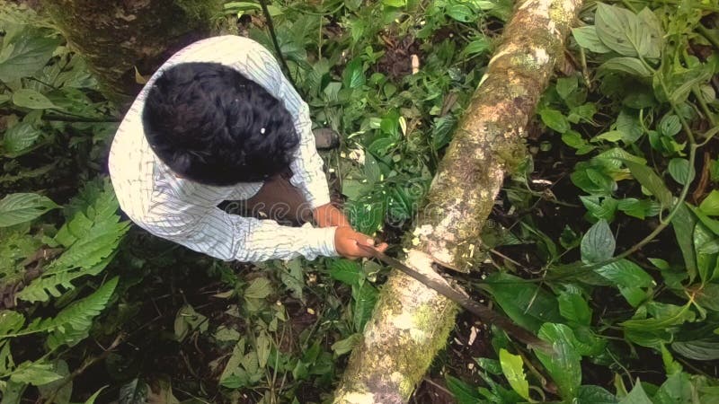 Indigenous Man Cutting a Tree with Machete in the Amazon Stock Footage ...