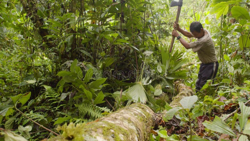 Indigenous Old Man Cutting a Fallen Tree Stock Video - Video of wood ...