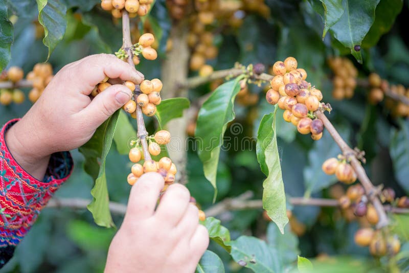 Indigenous Peoples Were Picking Coffee Stock Image - Image of ...