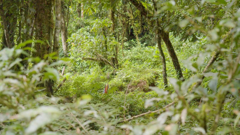 Indigenous Warrior Running through the Amazon Rainforest Stock Footage ...
