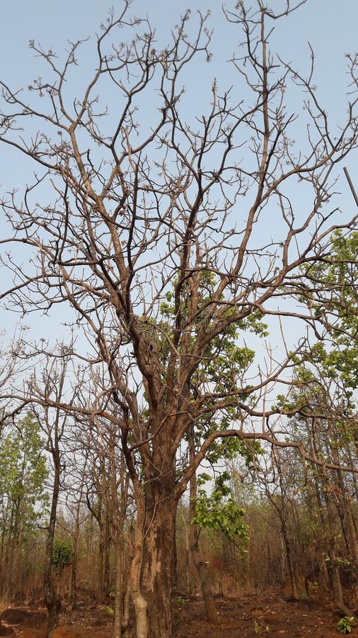 Mahua tree stock photo. Image of wine, fruit, indigenous - 239011248