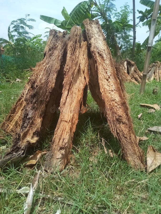 Indigenous Wood Pile Culture Stock Image - Image of wood, crop: 257154841