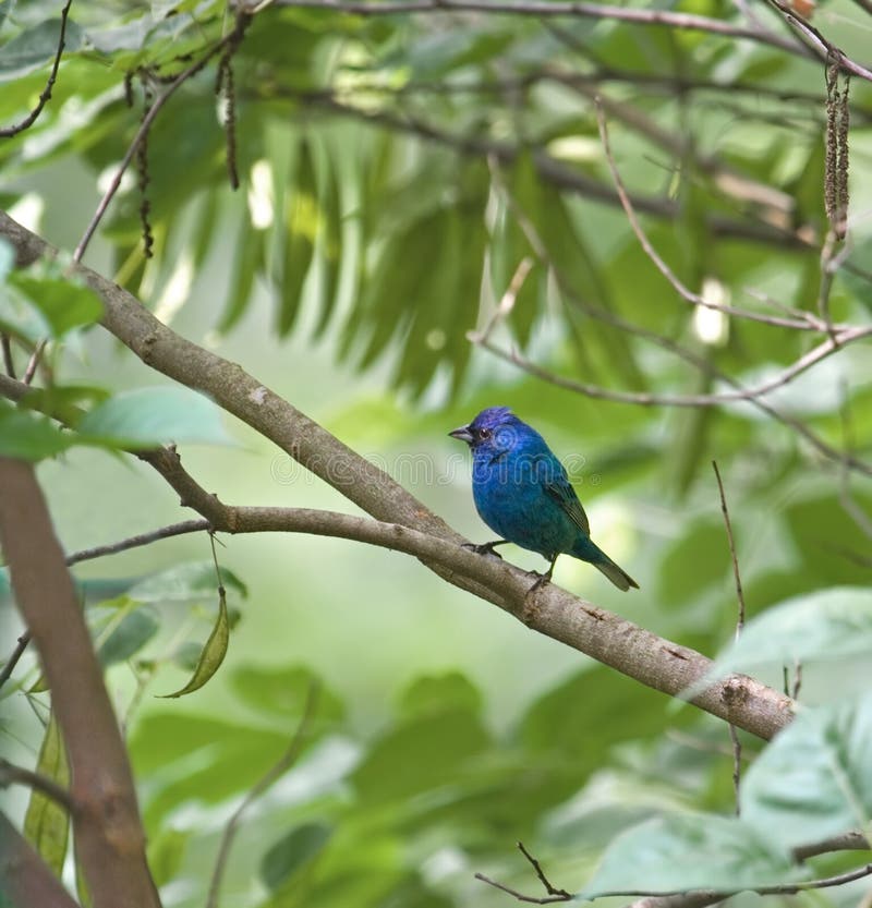 Indigo Bunting stock image. Image of blue, perch, cyanea - 5724293