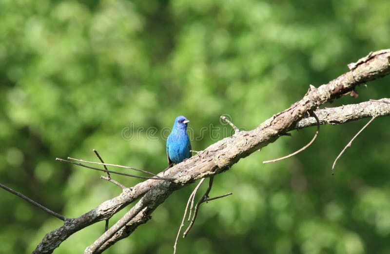 Indigo Bunting Bird on Tree in Willowbrook, IL, US Stock Photo - Image ...
