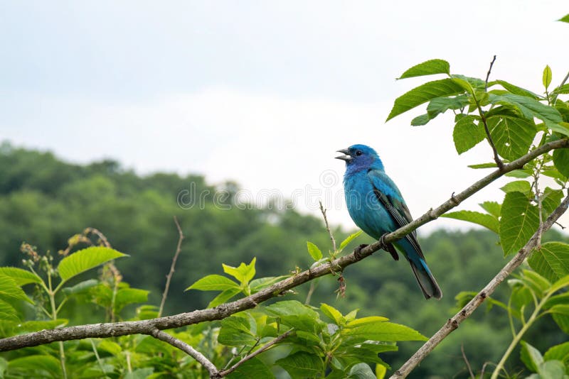 Indigo Bunting Bird Visit stock illustration. Illustration of nature ...