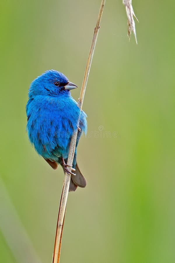 Indigo Bunting stock image. Image of wildlife, bunting - 45123479