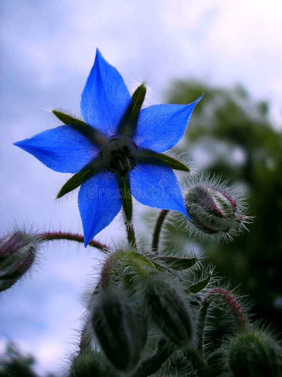 Indigo flower stock image. Image of field, small, indigo - 7621307