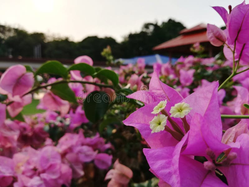 Indigo flower stock image. Image of morning, roof, indigo - 124706637