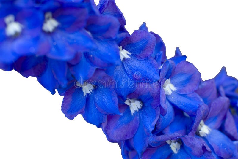 Indigo flowers stock photo. Image of nature, flora, plant - 7957492