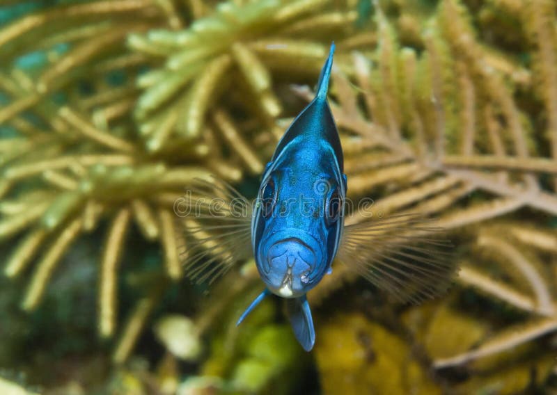 Indigo Hamplet fish stock photo. Image of community, animals - 18114382