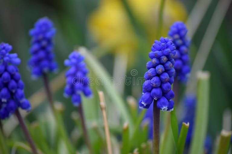 Indigo spring stock image. Image of springvibes, spring - 92044413