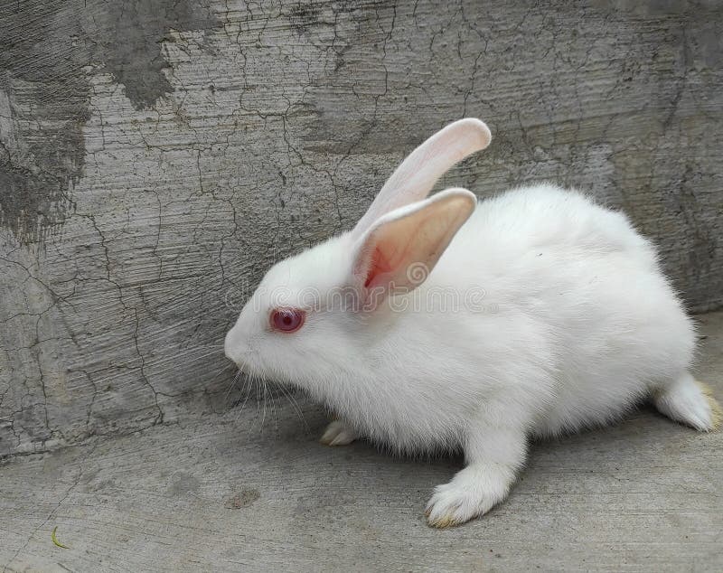 Indio Conejo Blanco Con Ojos Rojos Orejas Largas Foto de archivo ...