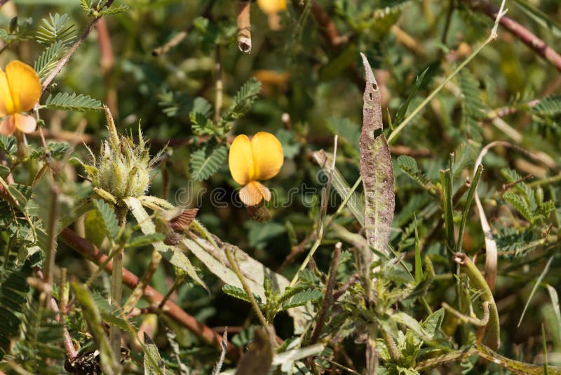 Indio Jointvetch Aeschynomene Indica Imagen de archivo - Imagen de ...