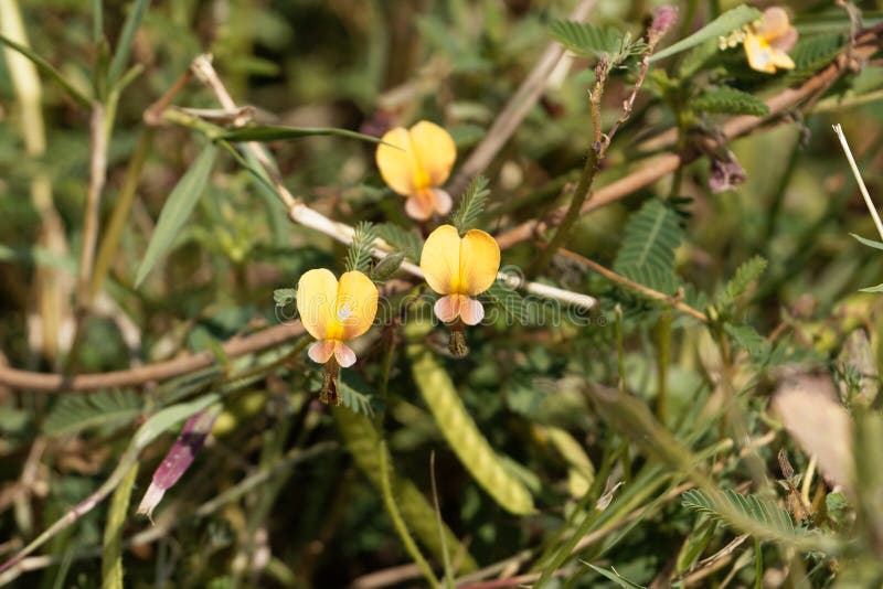 Indio Jointvetch Aeschynomene Indica Foto de archivo - Imagen de ...
