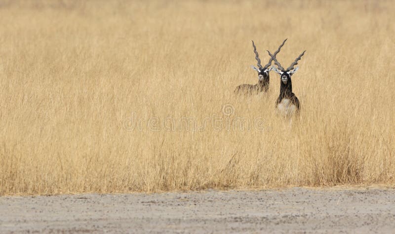 Indische Antilope, Blackbuck, Antilope Cervicapra Stock Image - Image ...