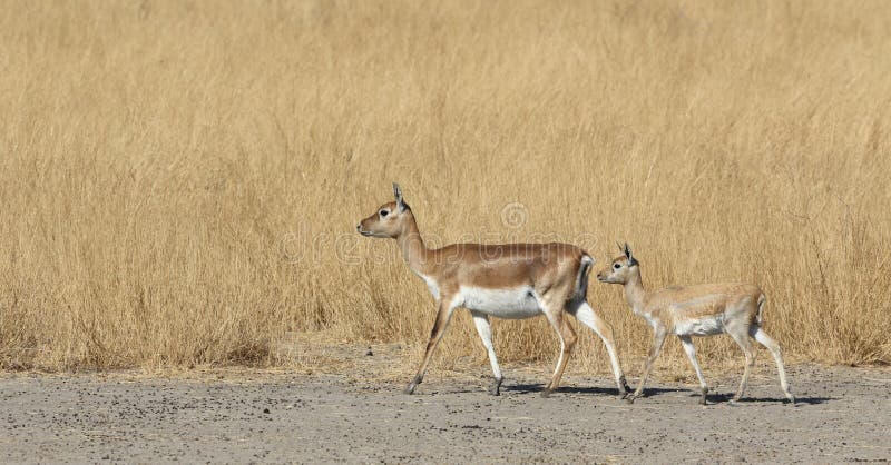 Indische Antilope, Blackbuck, Antilope Cervicapra Stock Image - Image ...