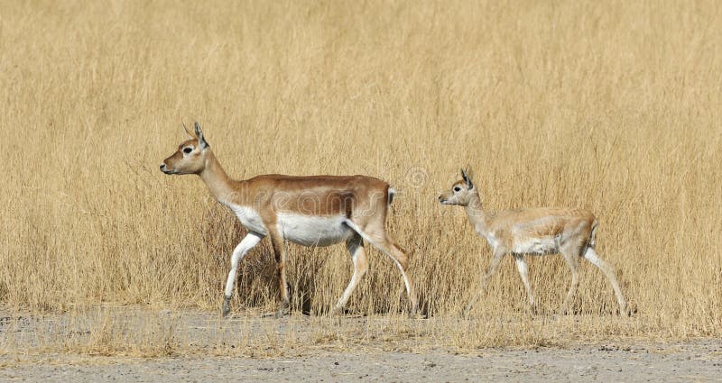 Indische Antilope, Blackbuck, Antilope Cervicapra Stock Photo - Image ...