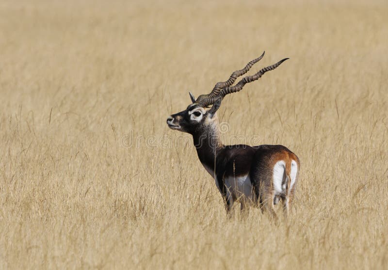 Indische Antilope, Blackbuck, Antilope Cervicapra Stock Photo - Image ...