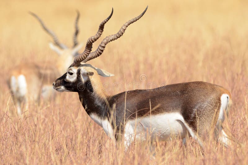Indische Antilope Blackbuck Antilope Cervicapra Foto de archivo ...