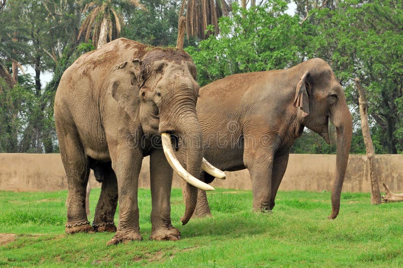 Indische Elefanten stockbild. Bild von elfenbein, knicken - 16949707
