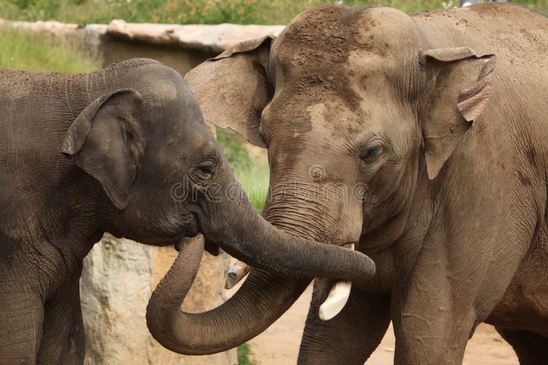 Indische Elefanten stockbild. Bild von asien, wild, tiere - 16949707