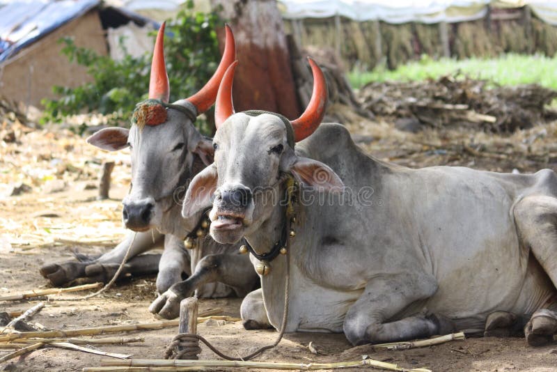 Indische Kuh Mit Hörnern Im Bauernhof Nahe Kutch Gujarat Indien ...