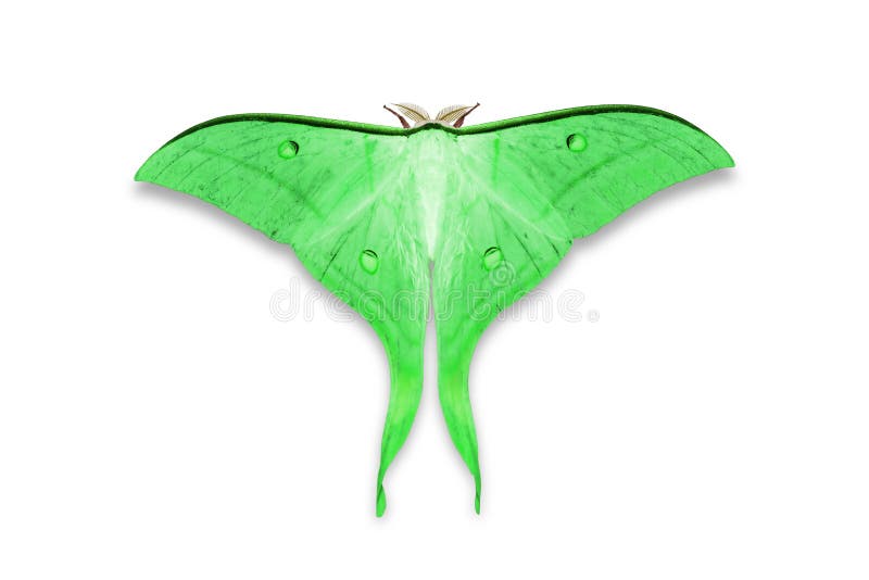 Indische Mondmotte Oder Inderluna-Motte Stockfoto - Bild von ...