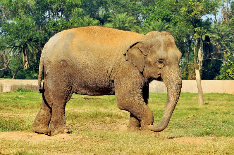 Grappige olifant stock afbeelding. Image of olifant, vrolijk - 2488015