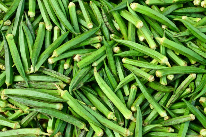 Indische plantaardig-okra stock afbeelding. Image of creools - 33020169
