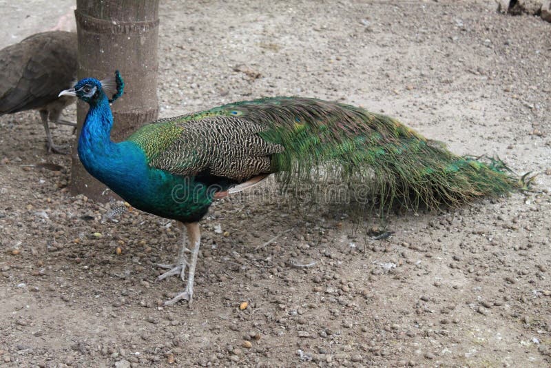Der Indische Peafowl, Pavo Cristatus, Ranthambhore Tiger Reserve ...