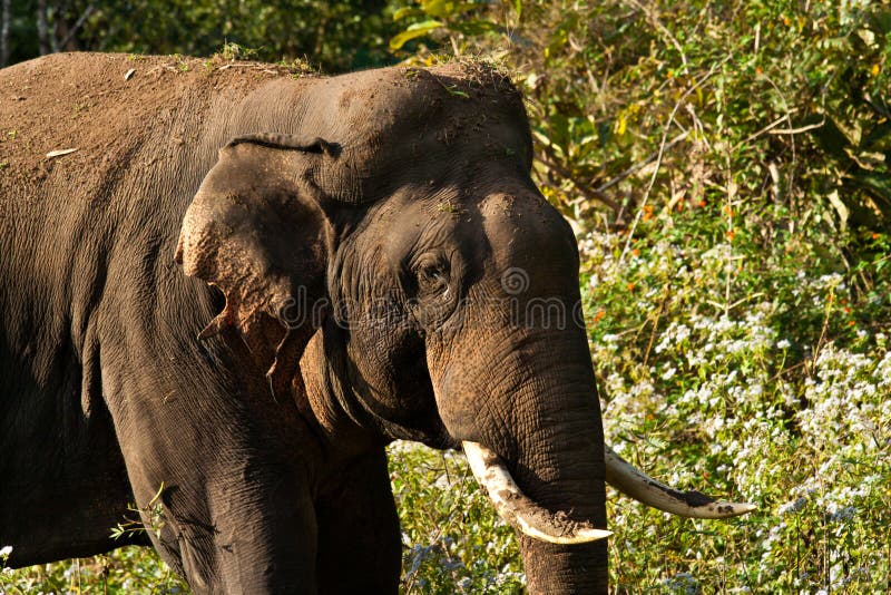Indischer Elefant Ist Eine Von Drei Anerkannten Unterarten Des ...