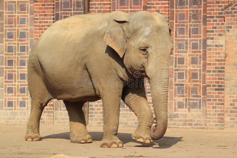 Indischer Elefant Ist Eine Von Drei Anerkannten Unterarten Des ...