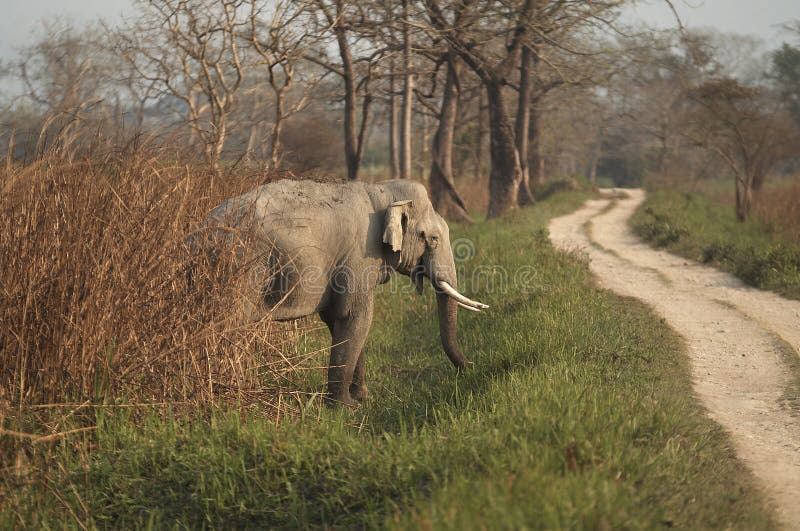 Indischer Elefant stockfoto. Bild von nave, spur, gras - 3850748