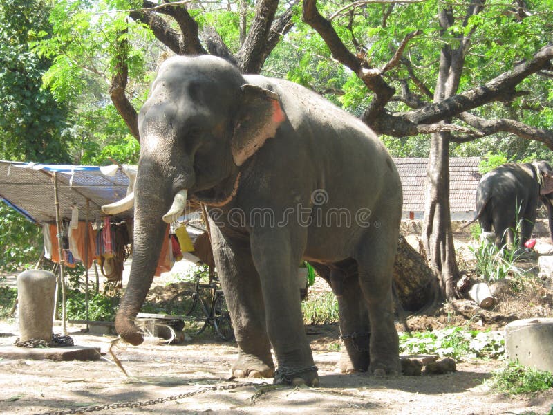 Indischer Elefant stockfoto. Bild von elefant, tropisch - 70638802