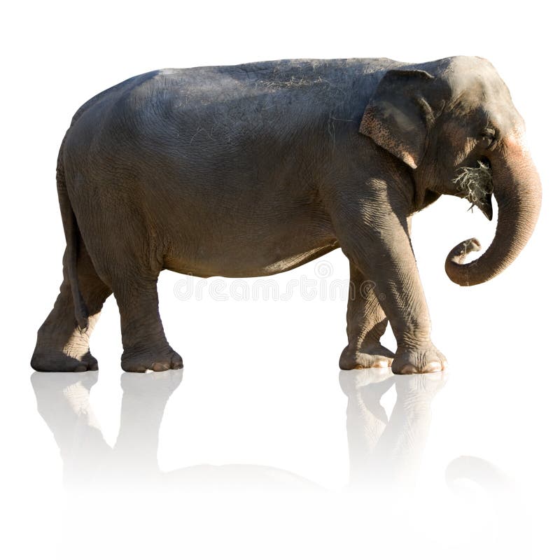 Indischer Elefant (mit Ausschnittspfad Und -reflexion Stockfoto - Bild ...