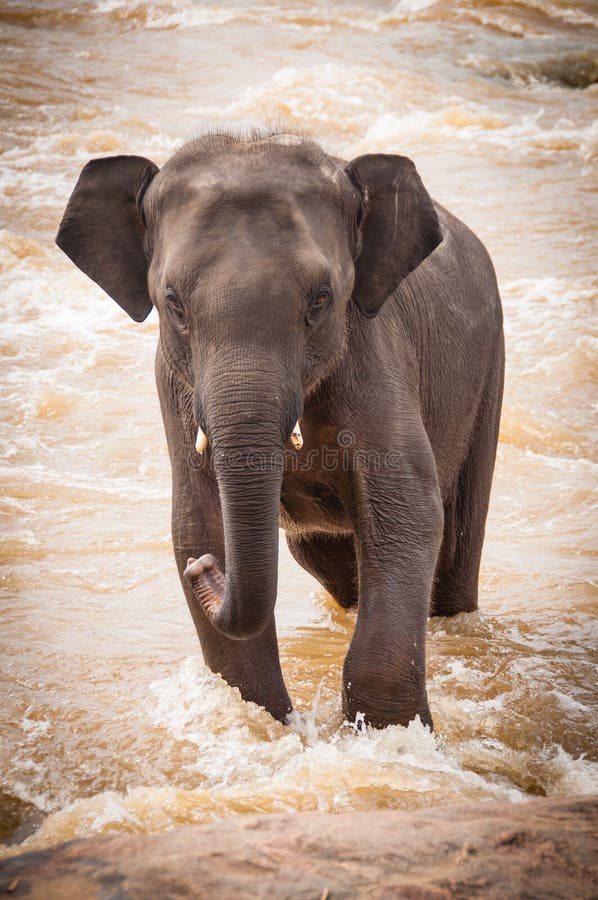 Indischer Elefant Steht Im Fluss Stockbild - Bild von dickhäuter, flut ...