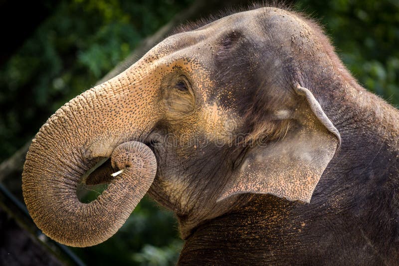 Ein Indischer Elefant Geht Durch Den Dschungel Im Yala Nationalpark ...
